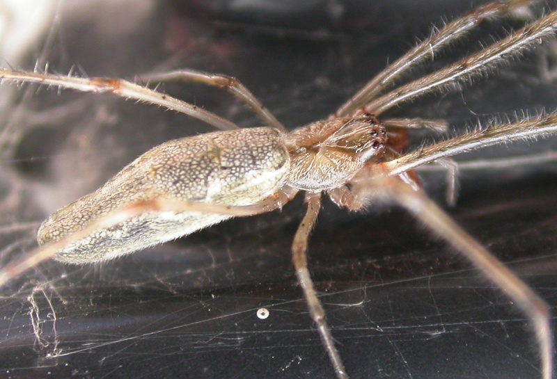 The Opulent Opossum: Long-Jawed Spiders, a.k.a. Stretch Spiders--Genus ...