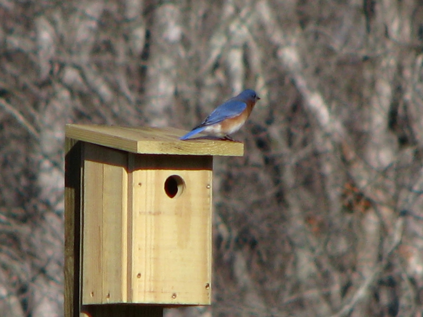 The Bear Trace at Harrison Bay Golf Course Maintenance: Bluebird Nest ...