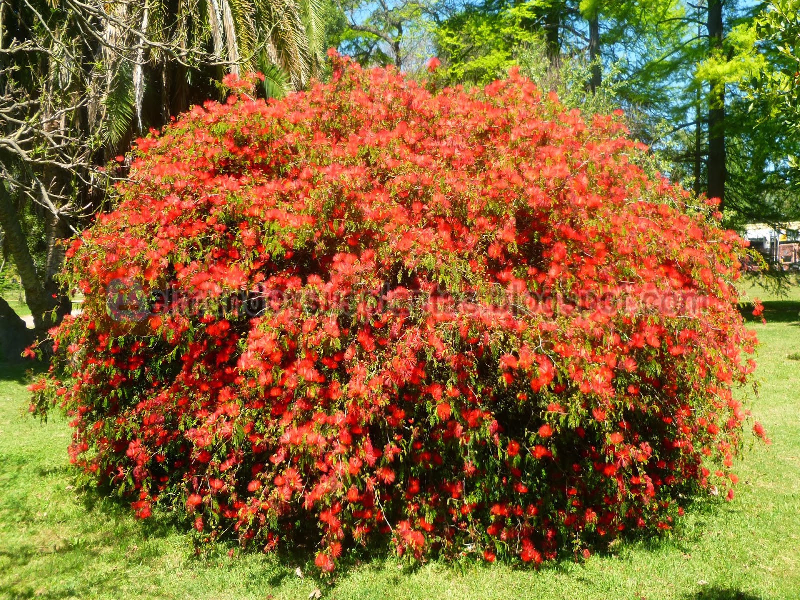 Nombre Científico o Latino Calliandra tweedii, nombre común o vulgar ...