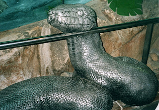 ShukerNature: HOW A GIANT SNAKE BECAME A SPIKY SEASHELL – WELCOME TO ...