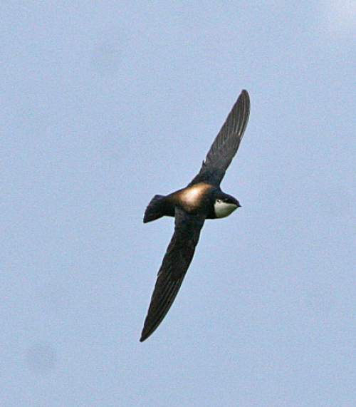 White-throated needletail | Birds of India | Bird World