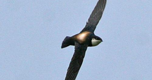 White-throated needletail | Birds of India | Bird World