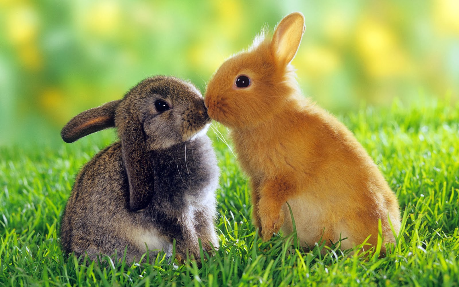 Cute Rabbit Wallpaper - beauty walpaper