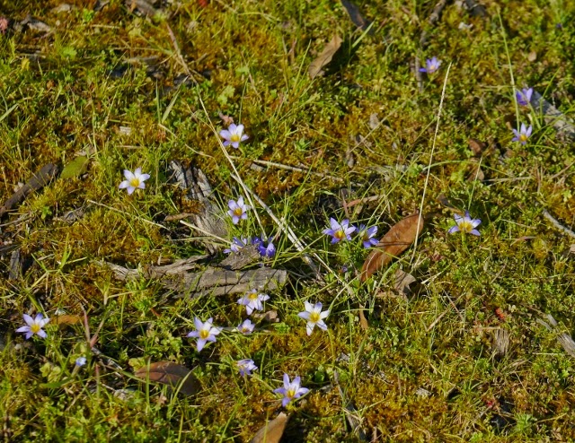 Instantes botánicos: Falso azafrán Romulea bulbocodium