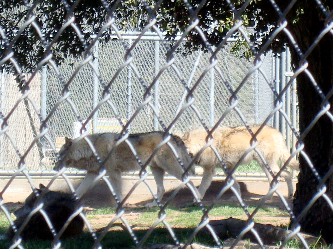 Highway Runner: A DAY AT THE CALIFORNIA WOLF CENTER, JULIAN, CA