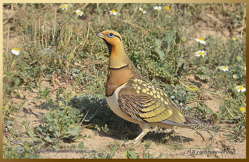 WILDLIFE GATEWAY: Ganga cata mâle et femelle