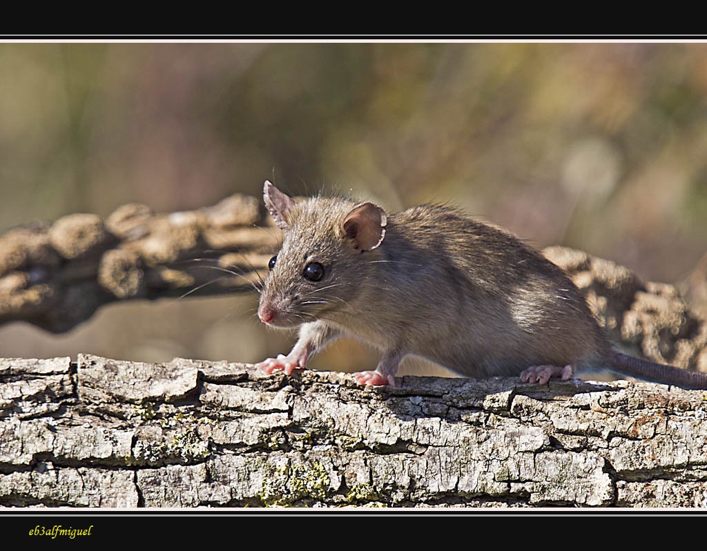 Miguel fotografia: RATA CAMPESTRE O NEGRA (Rattus rattus)