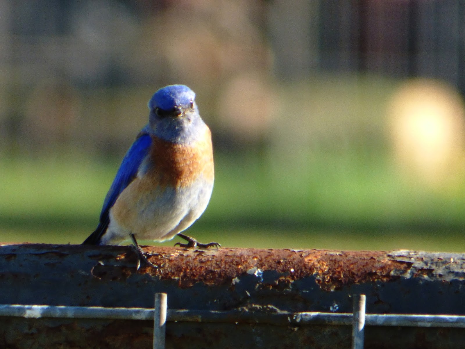 Geotripper's California Birds: Western Bluebirds on the West Campus