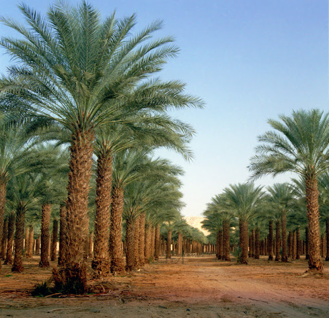 Gregory Palm Farms : DACTYLIFERA AKA DACTS AKA DATE PALMS!! at the ...