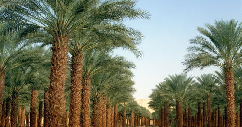 Gregory Palm Farms : DACTYLIFERA AKA DACTS AKA DATE PALMS!! at the ...