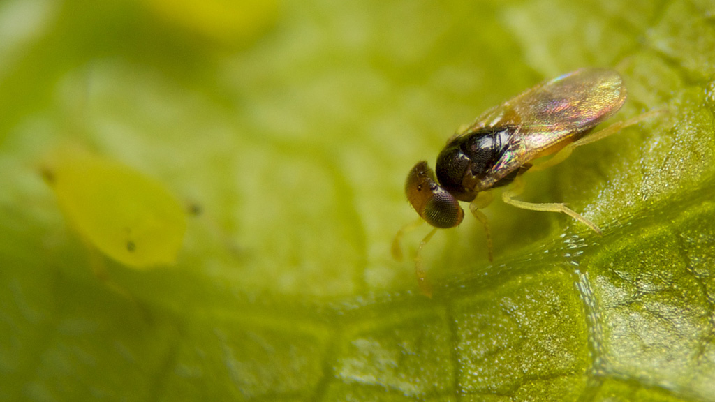 ムシをデザインしたのはダレ？: ツヤコバチ科 ( Aphelinus sp. ) 産卵