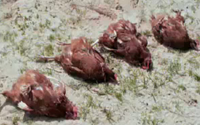 All This Is That: How to hypnotize a chicken