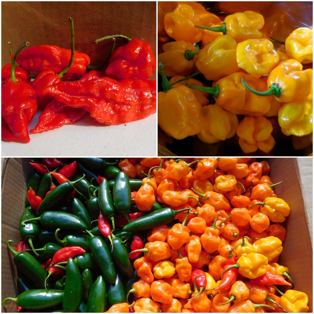 Sweetwater Farms: Fresh Peppers