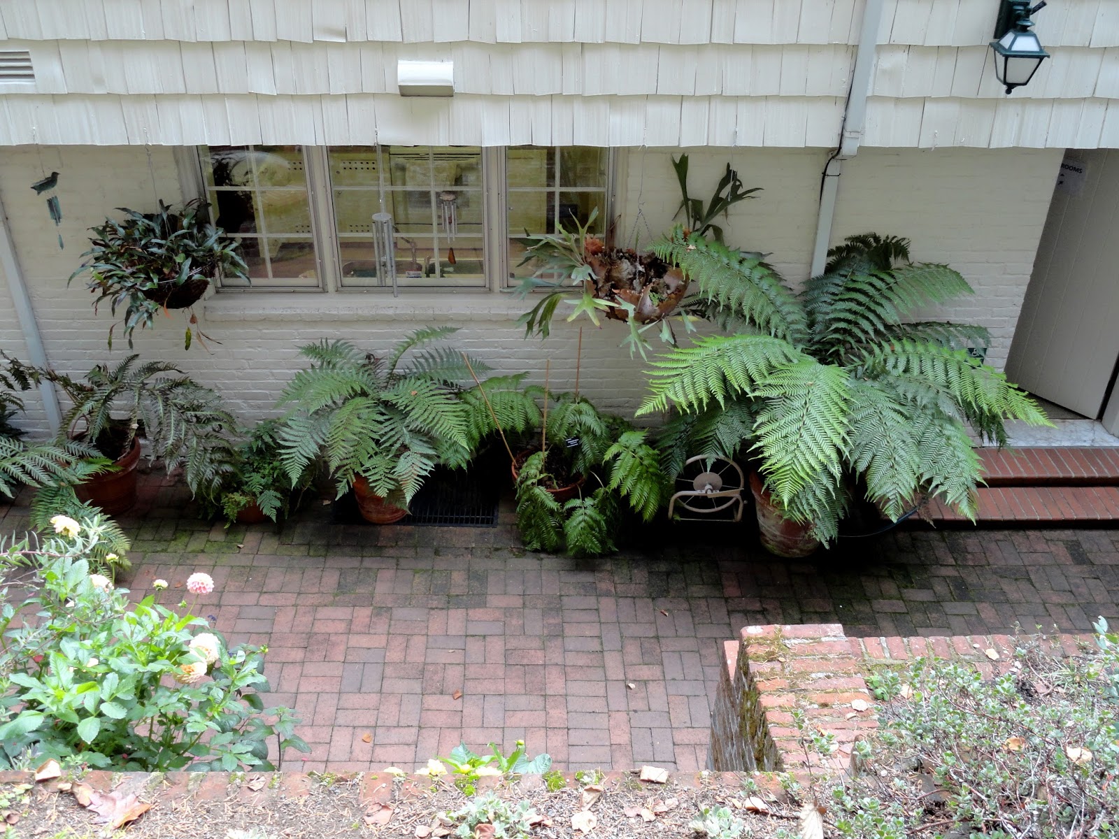 danger garden: A walk at the Leach Botanical Garden