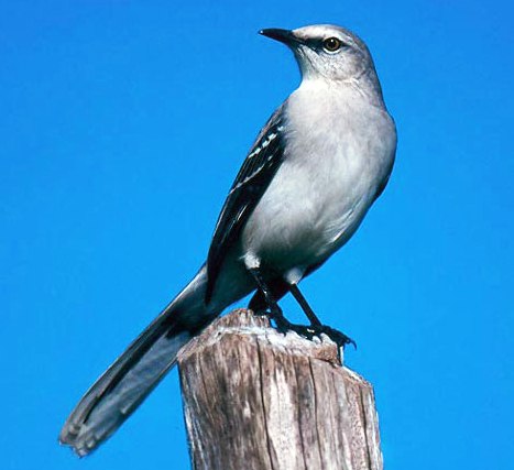 La Leyenda del Pájaro de las 400 Voces, el Cenzontle. - Historia y ...