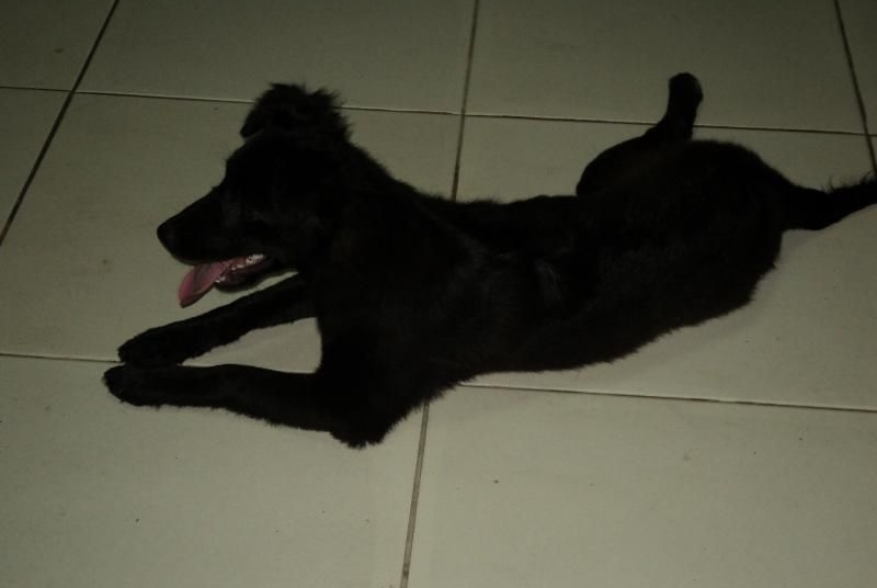 pet catalog: Mix Breed Labrador and Japanese Spitz