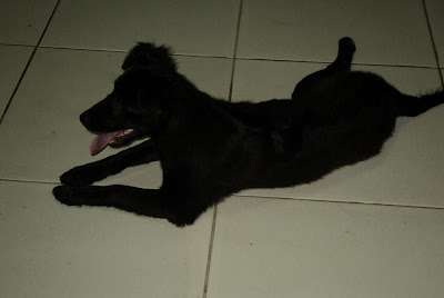 pet catalog: Mix Breed Labrador and Japanese Spitz