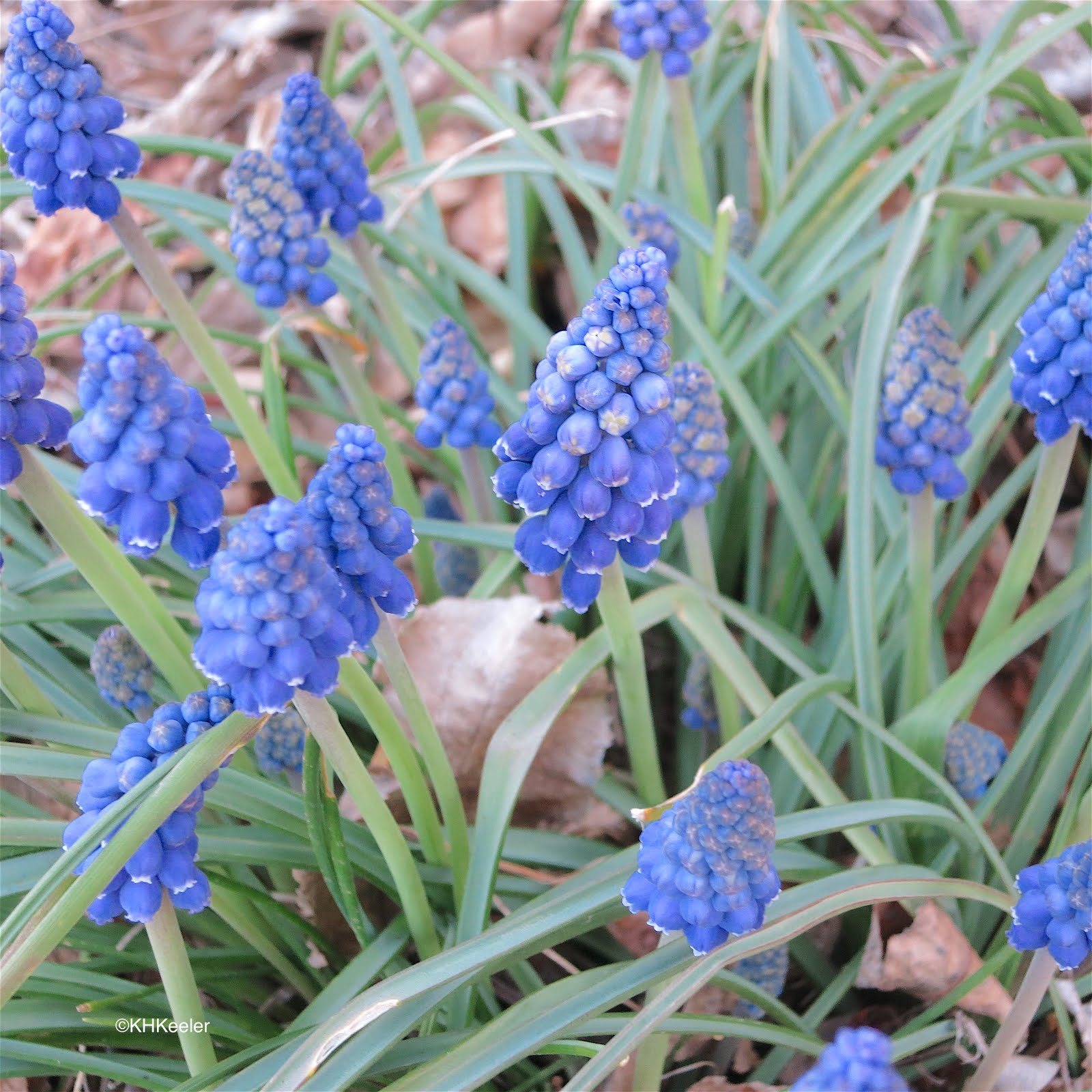 A Wandering Botanist: Plant Story-- Grape Hyacinths, Muscari