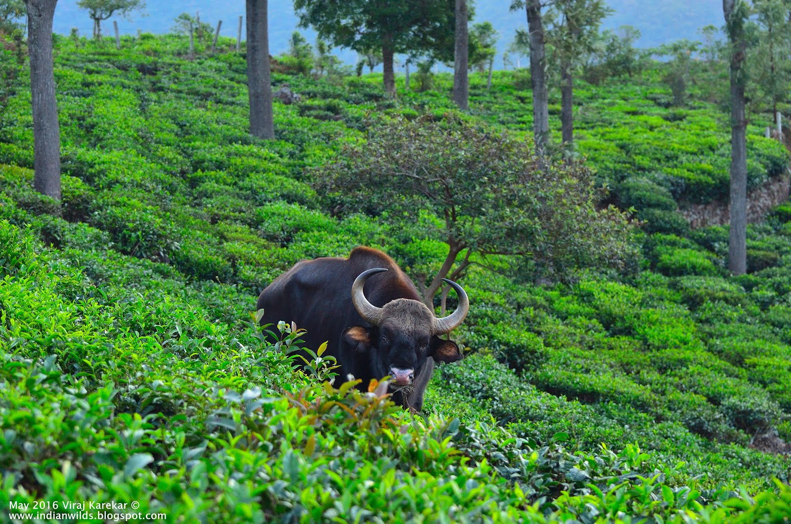 Viraj Karekar's Nature and Wildlife Photography: Kotagiri - The Western ...