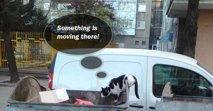 The Cats World | By Ogo Bob: Cat Searching