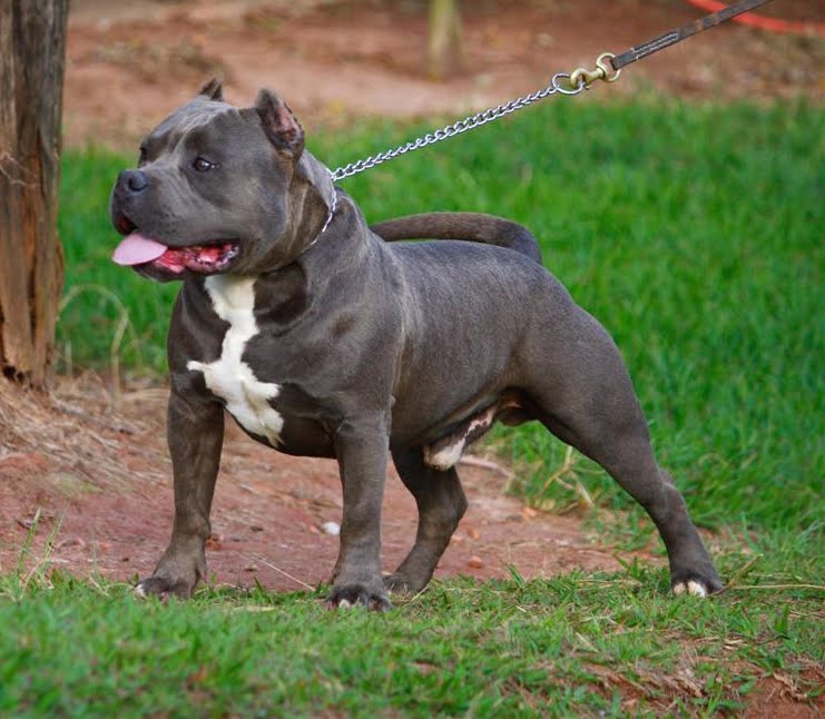 POKEMON JR. =EXEMPLAR IMPORTADO= | American Bully Brasil - Esta raça ...