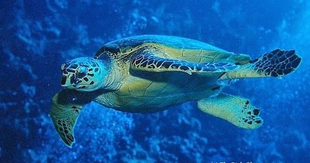 The Right Blue: The Hawksbill Sea Turtle, a Critically Endangered Species
