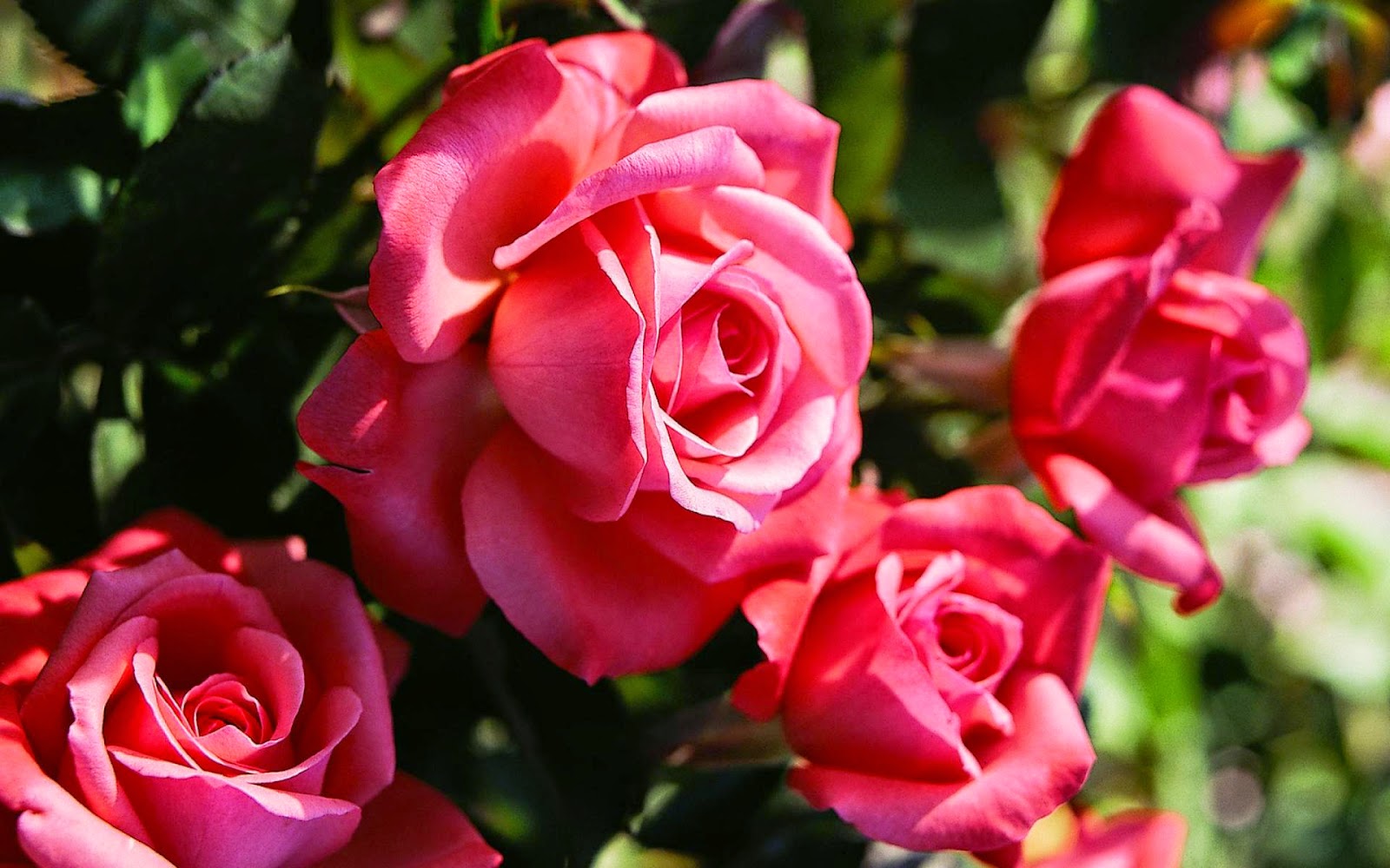 purpura: LA PARÁBOLA DE LA ROSA