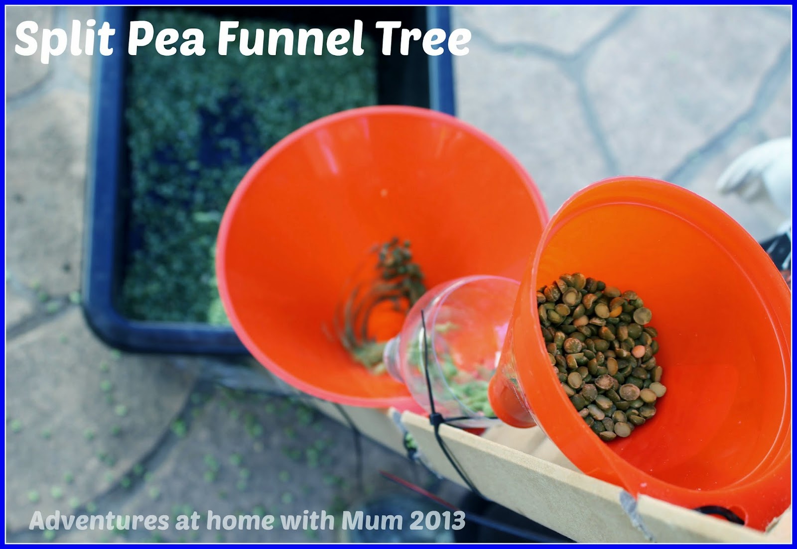 Adventures at home with Mum: Split Pea Funnel Tree