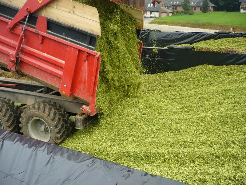 RADINGHEM - TNLA 2015: Le chantier d’ensilage