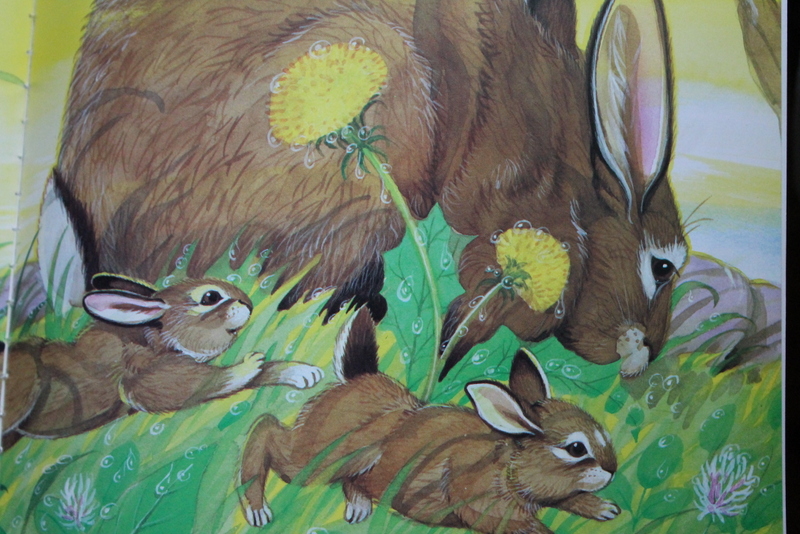 Books and Umbrellas: Rabbits & Raindrops by Jim Arnosky