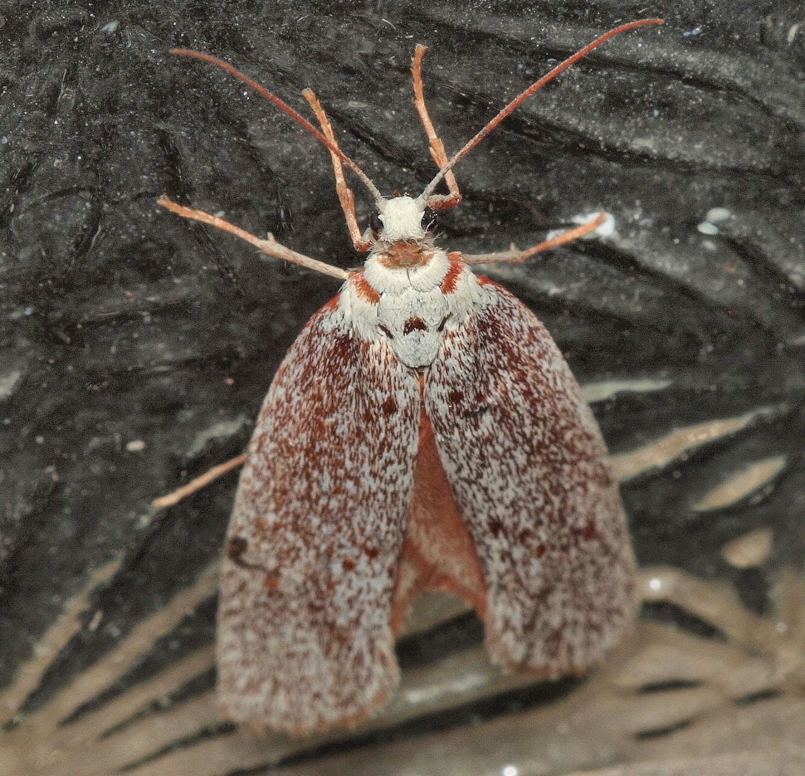 Red's Good Vs. Evil Cow Barn: A Big Night for Moths (Muths)
