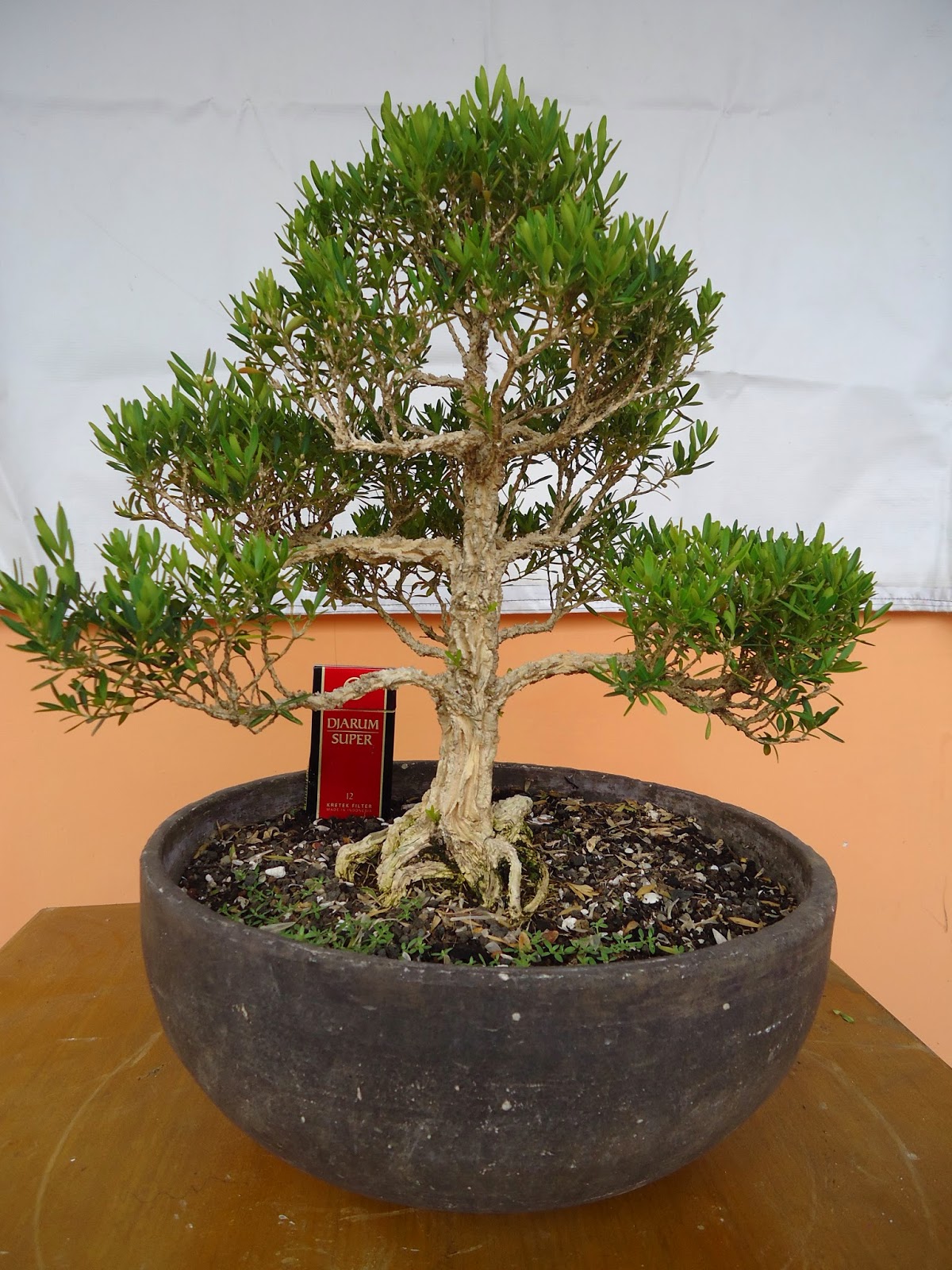 BONSAI MANIA WAHANA: BUXUS SIAP KONTES