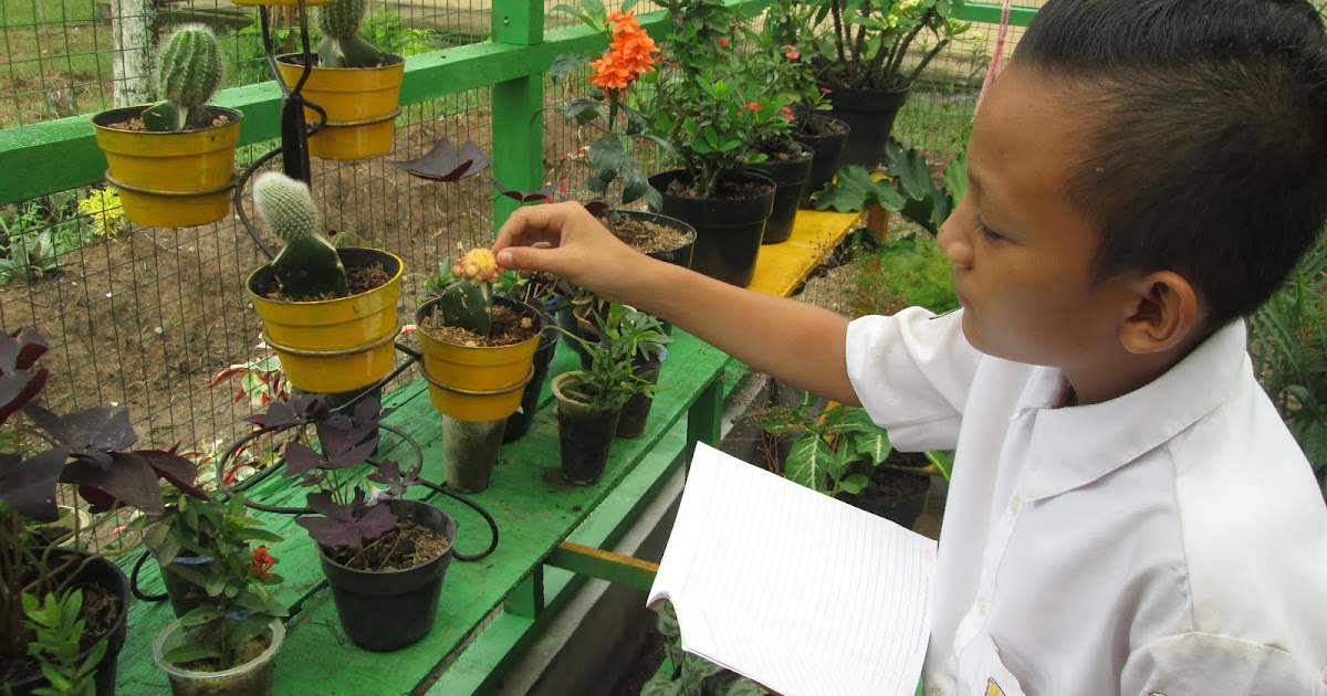 SAMPEL: Belajar Mengenal dan Mengamati Tanaman