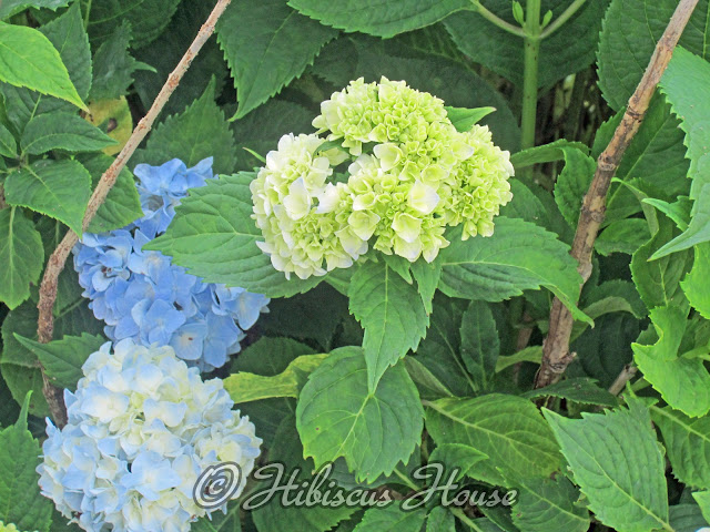 Hibiscus House: Old Fashioned Hydrangeas