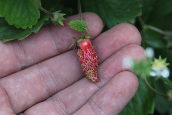 Mudflower: Strawberry x Raspberry intergeneric hybrid berry taste