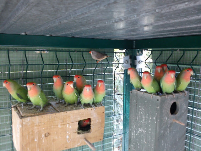 inseparables(agapornis): inseparables(agapornis)