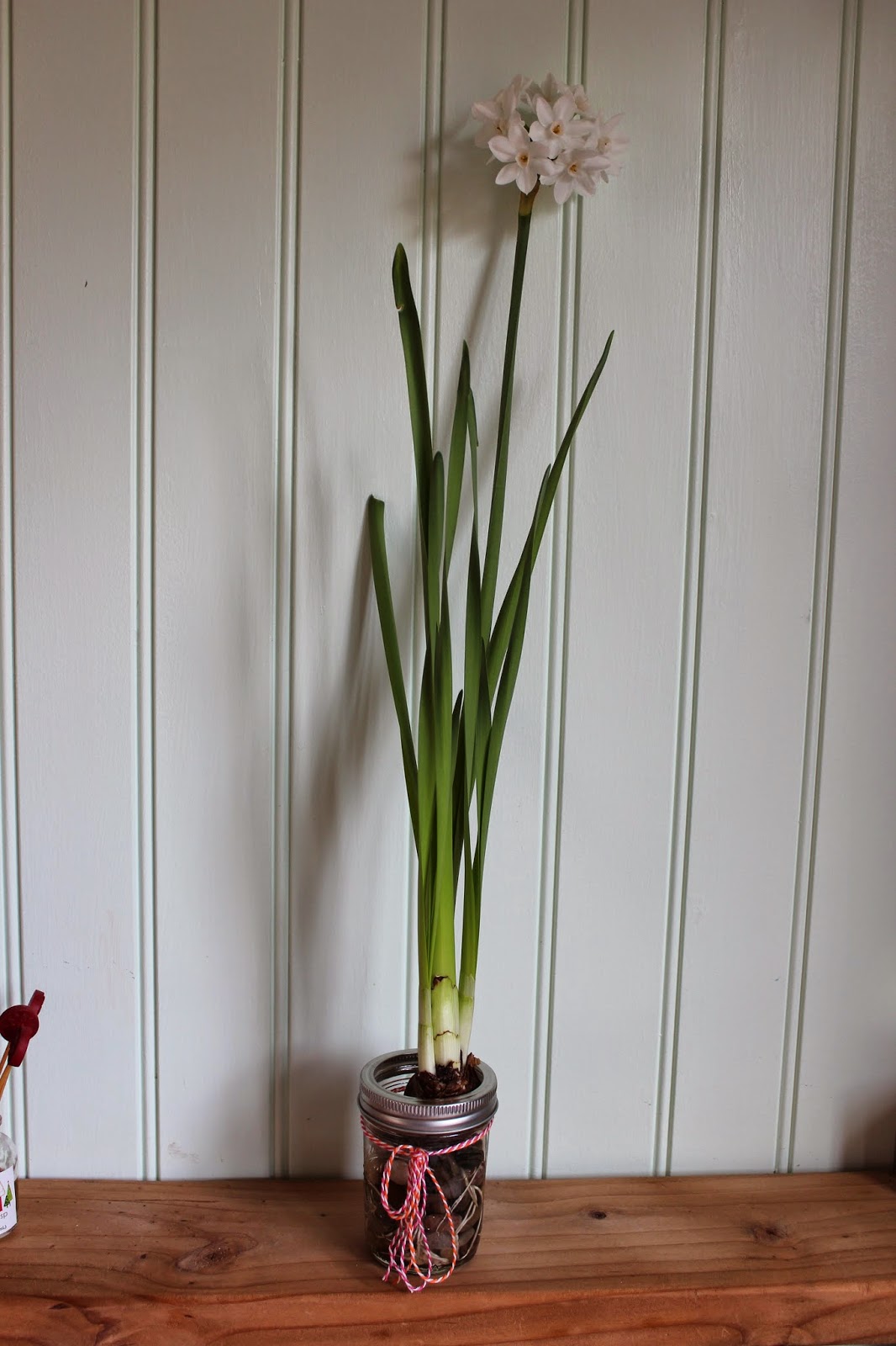 The Blue Barn: Growing Paperwhites