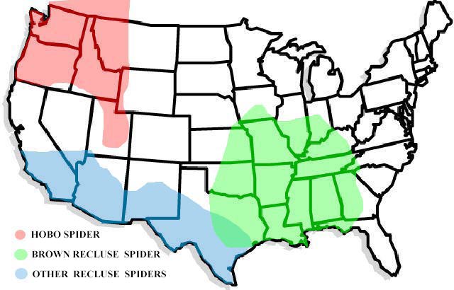 Elsie Park: HOBO Spider Infestation!