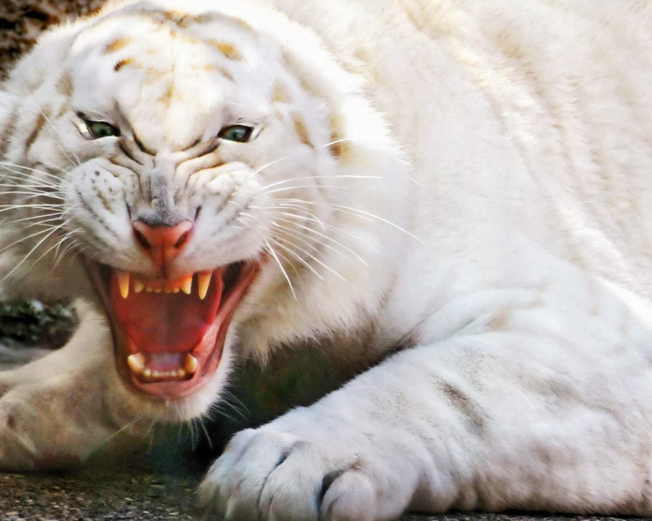 En Güzel Kaplan Fotoğrafları, Kaplanlı Resimler - Bizimzaman