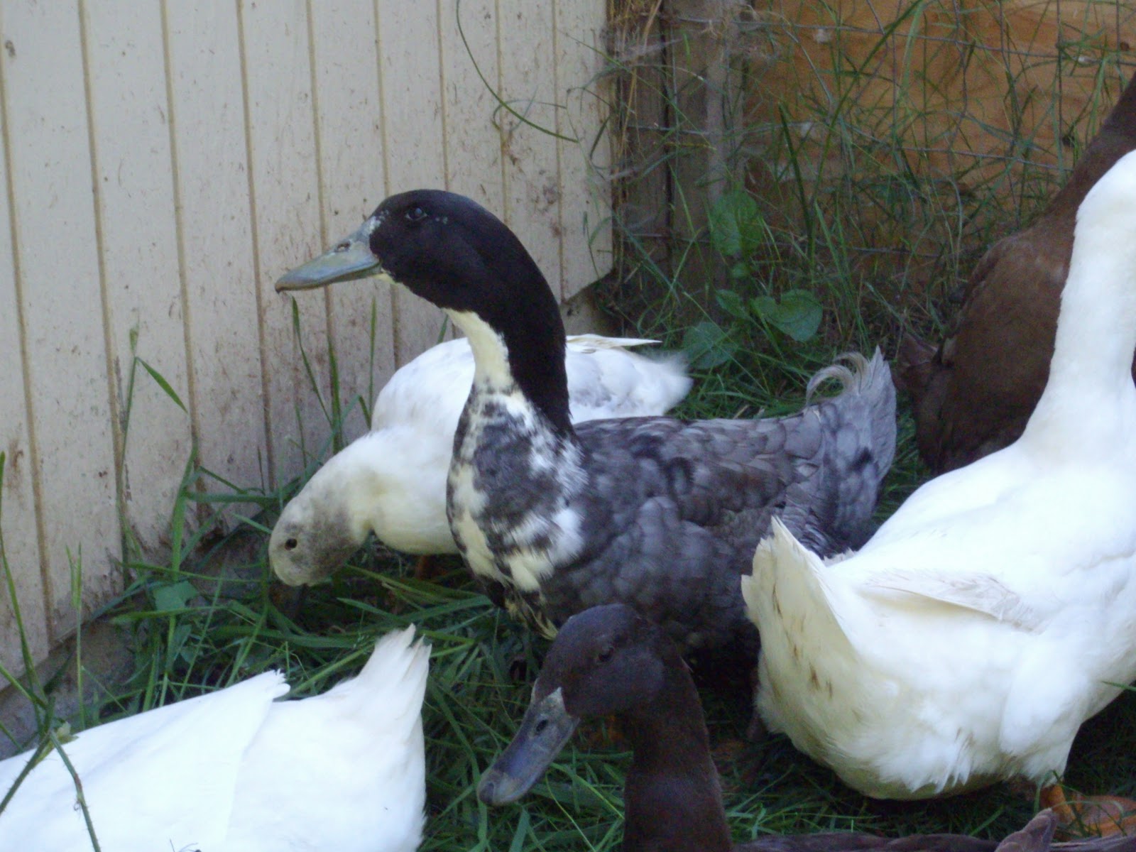 ...The Fangirl Files...: Sick Ducks...