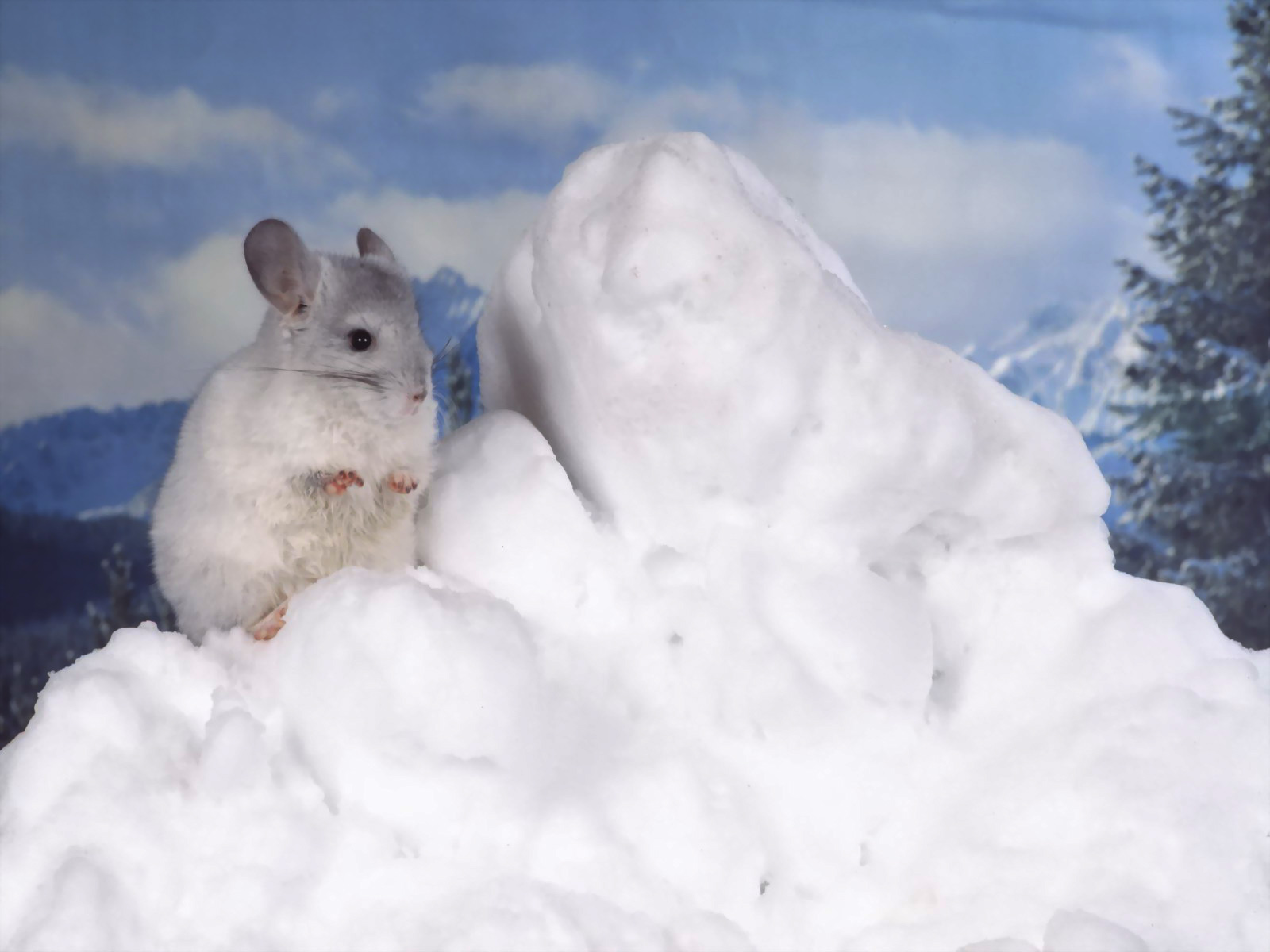 Mouse on snow hd wallpaper ~ The Wallpaper Database