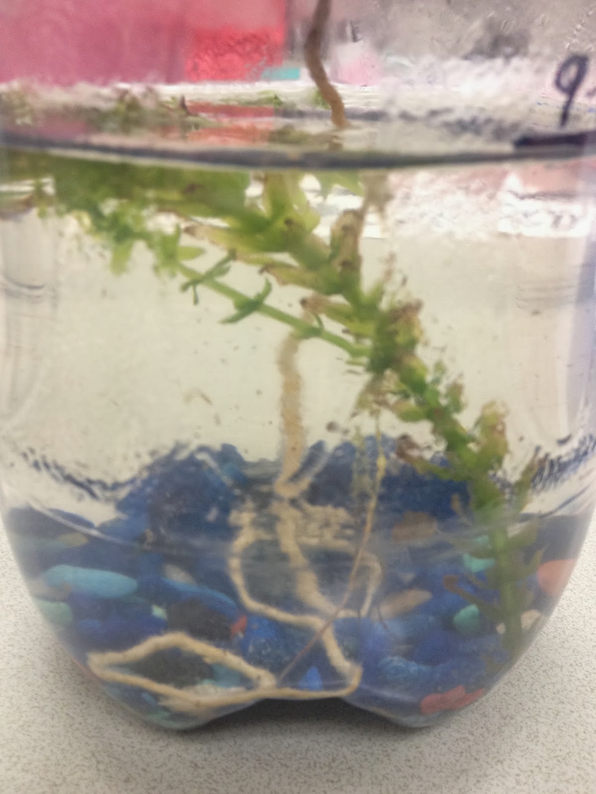 Ecosystem in a Bottle: Ecosystem in a Bottle: Week 3