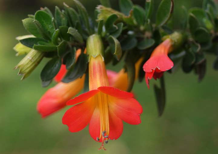 DE TODO PARA VER Y APRENDER: Flor Nacional Peruana: la Cantuta.