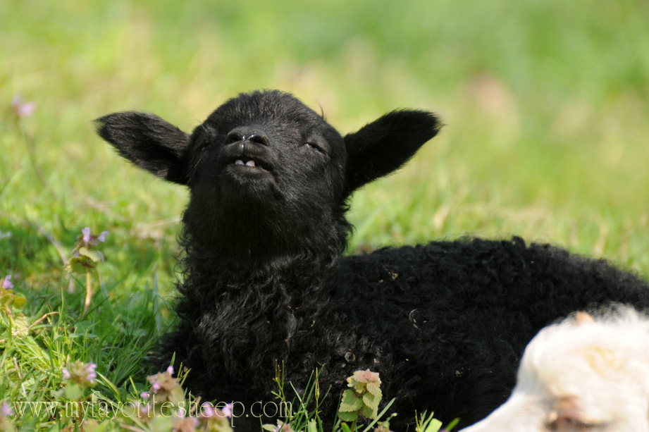 Punkin's Patch: Teefers