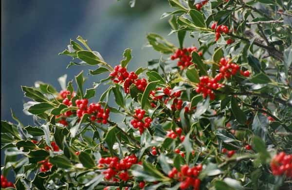 animales y plantas: EL ACEBO