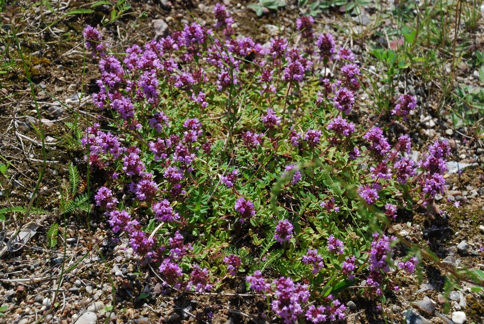 Pippitime: Tur til Malerklemmen og Dyndet Turforslag 4