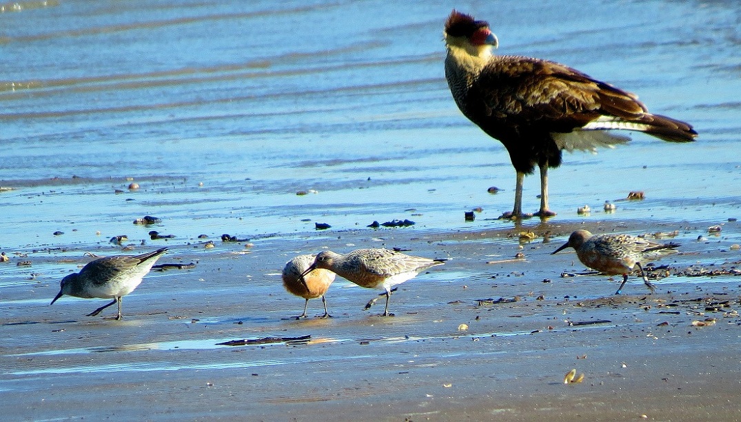 Aves y mucho más.: Playero rojizo (Calidris canutus) en Punta Rasa ...