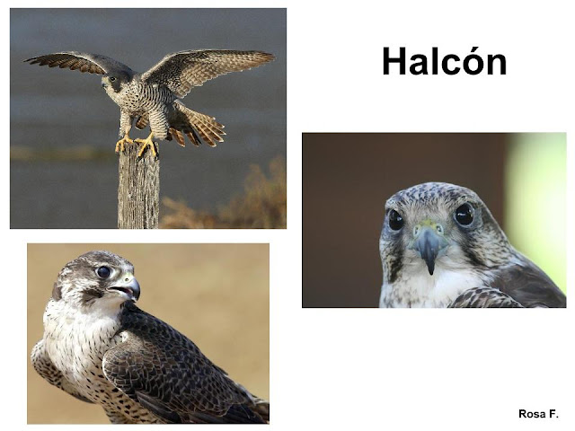 Vocabulario en imágenes. Maestra de Infantil y Primaria.: Pájaros y ...