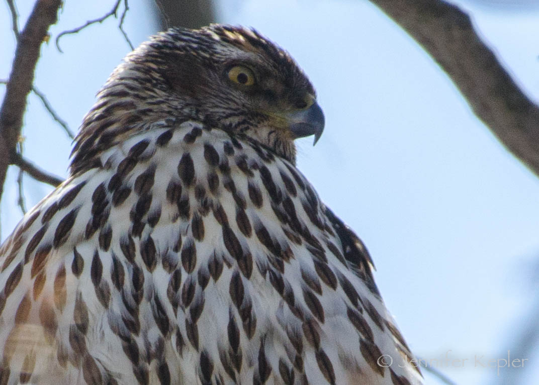Snapshots of Nature: Ready for Your Closeup, Goshawk?