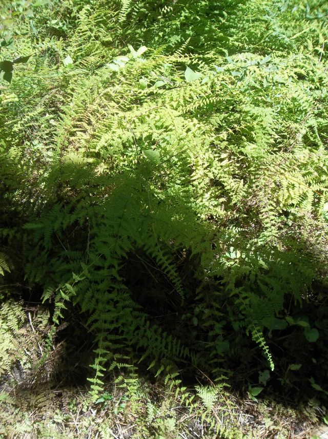 Future Plants by Randy Stewart: Fern - Athyrium ( Painted & Lady Ferns )